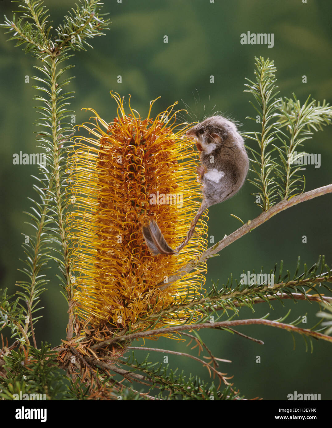 Feathertail glider hi-res stock photography and images - Alamy