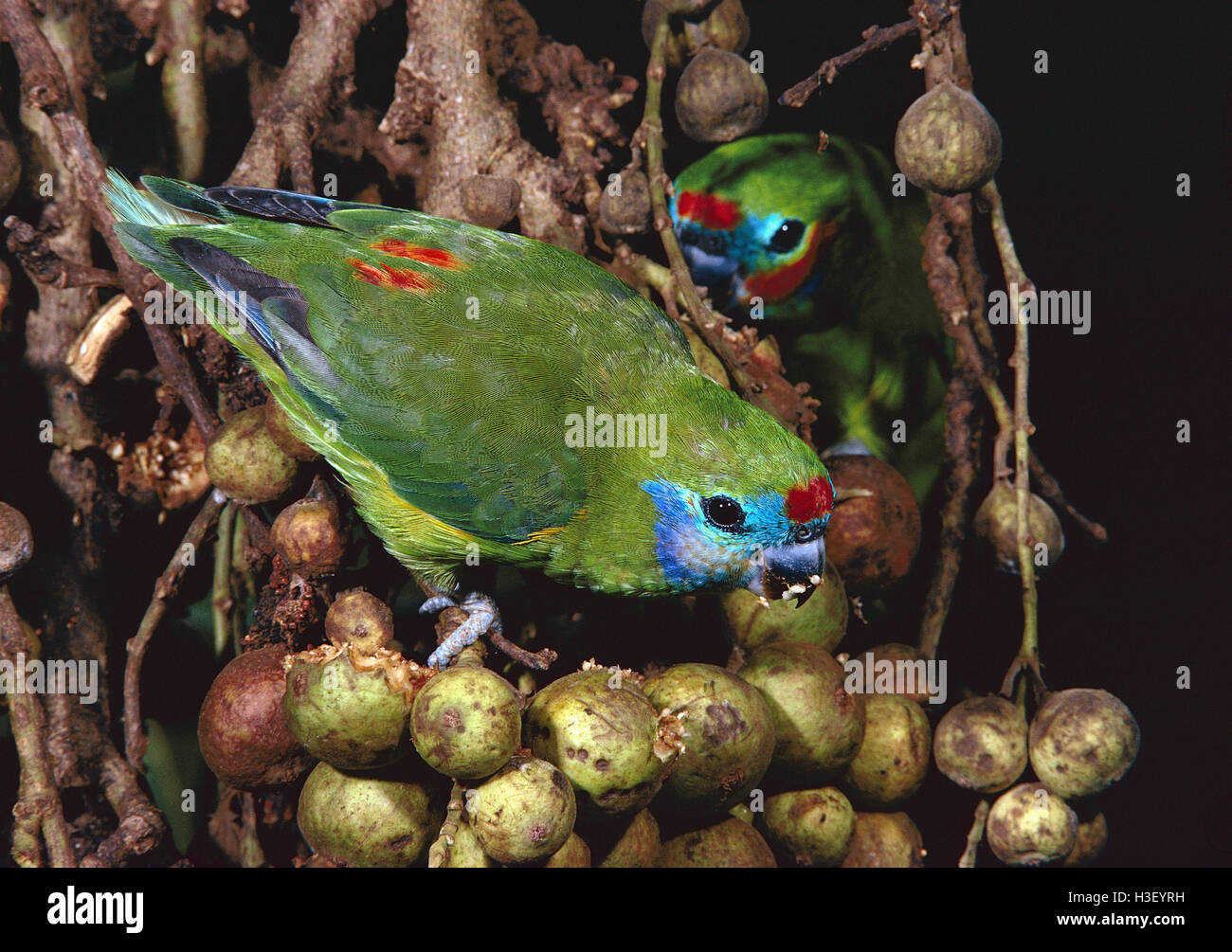 Fig parrot hi-res stock photography and images - Alamy