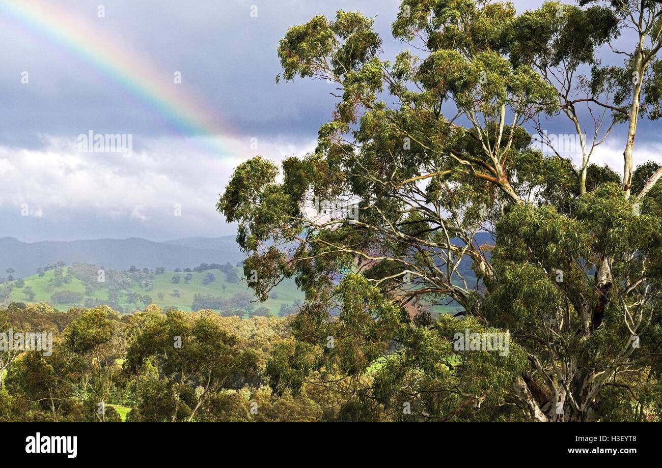 A partial rainbow against a background of dark clouds and gum trees in ...