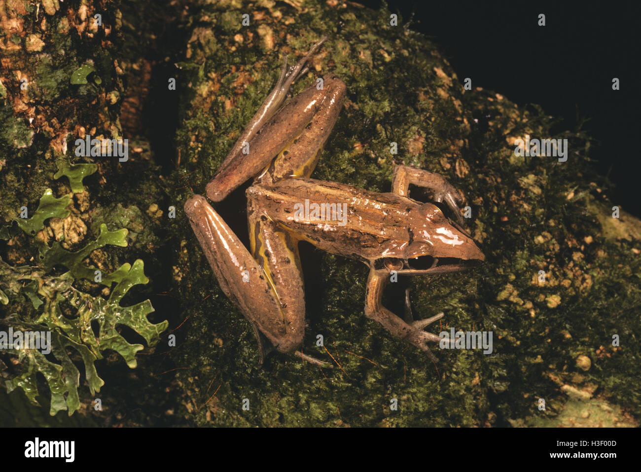Striped rocket frog (Litoria nasuta Stock Photo - Alamy