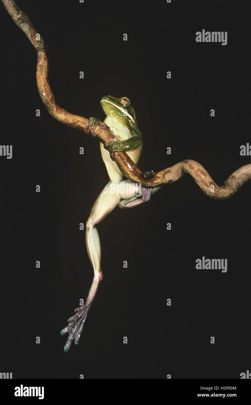 Dangling frog hi-res stock photography and images - Alamy