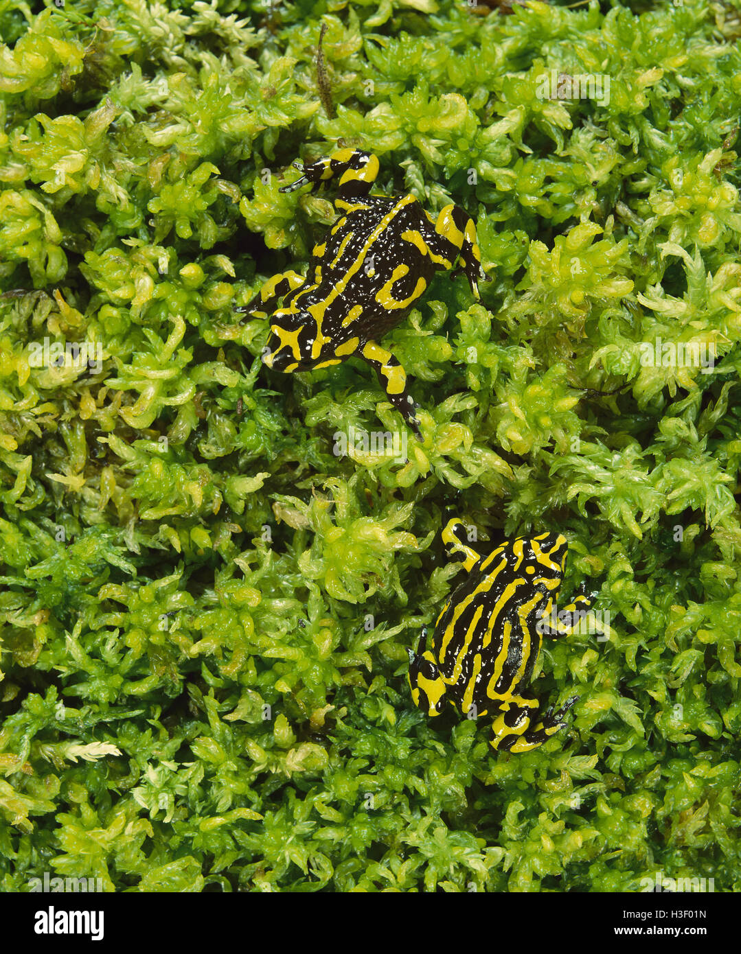 Rare australian animals hi-res stock photography and images - Alamy