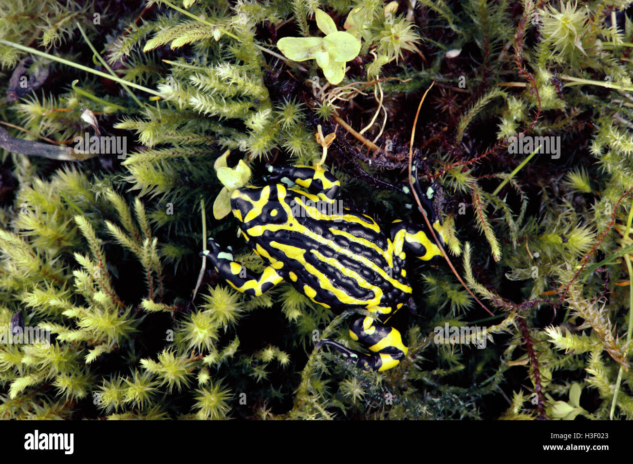 Southern corroboree frog (Pseudophryne corroboree Stock Photo - Alamy