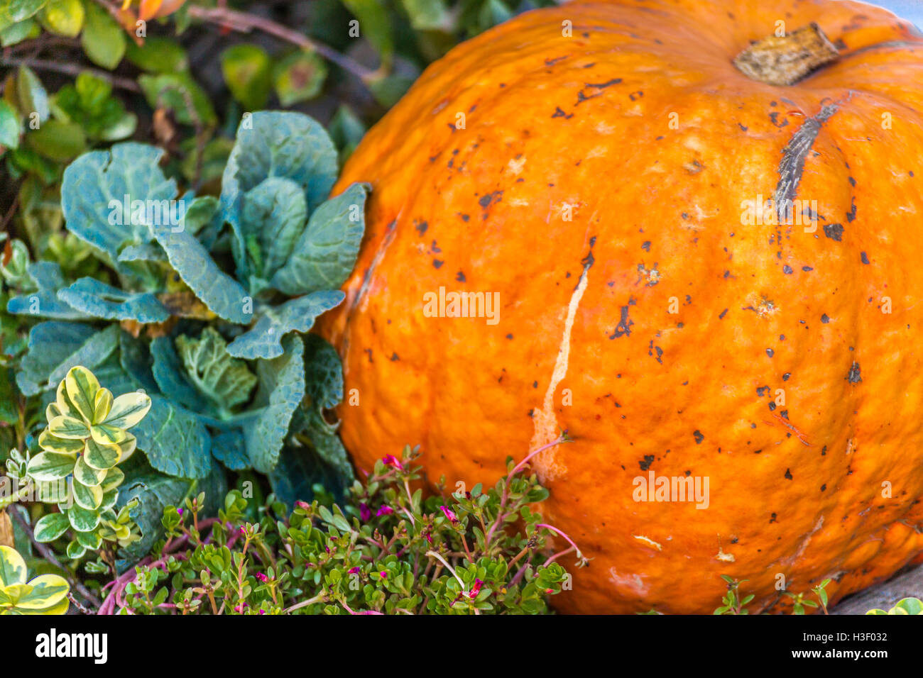 details of composition with pumpkins and autumn herbs Stock Photo - Alamy
