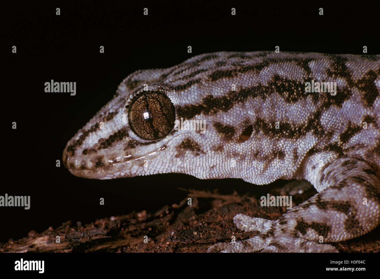 Tree dtella (Gehyra variegata Stock Photo - Alamy