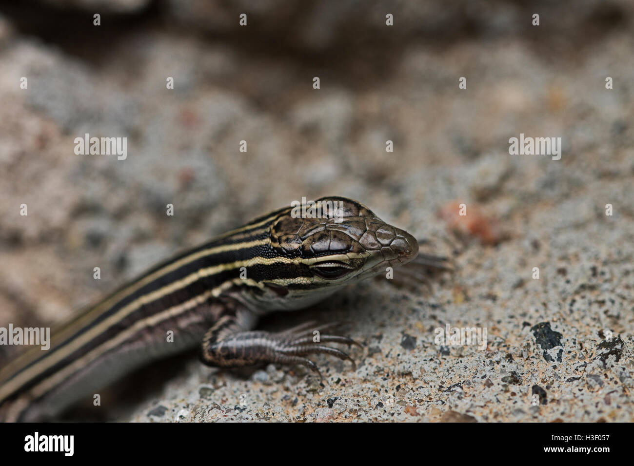 Lizard scales macro hi-res stock photography and images - Alamy