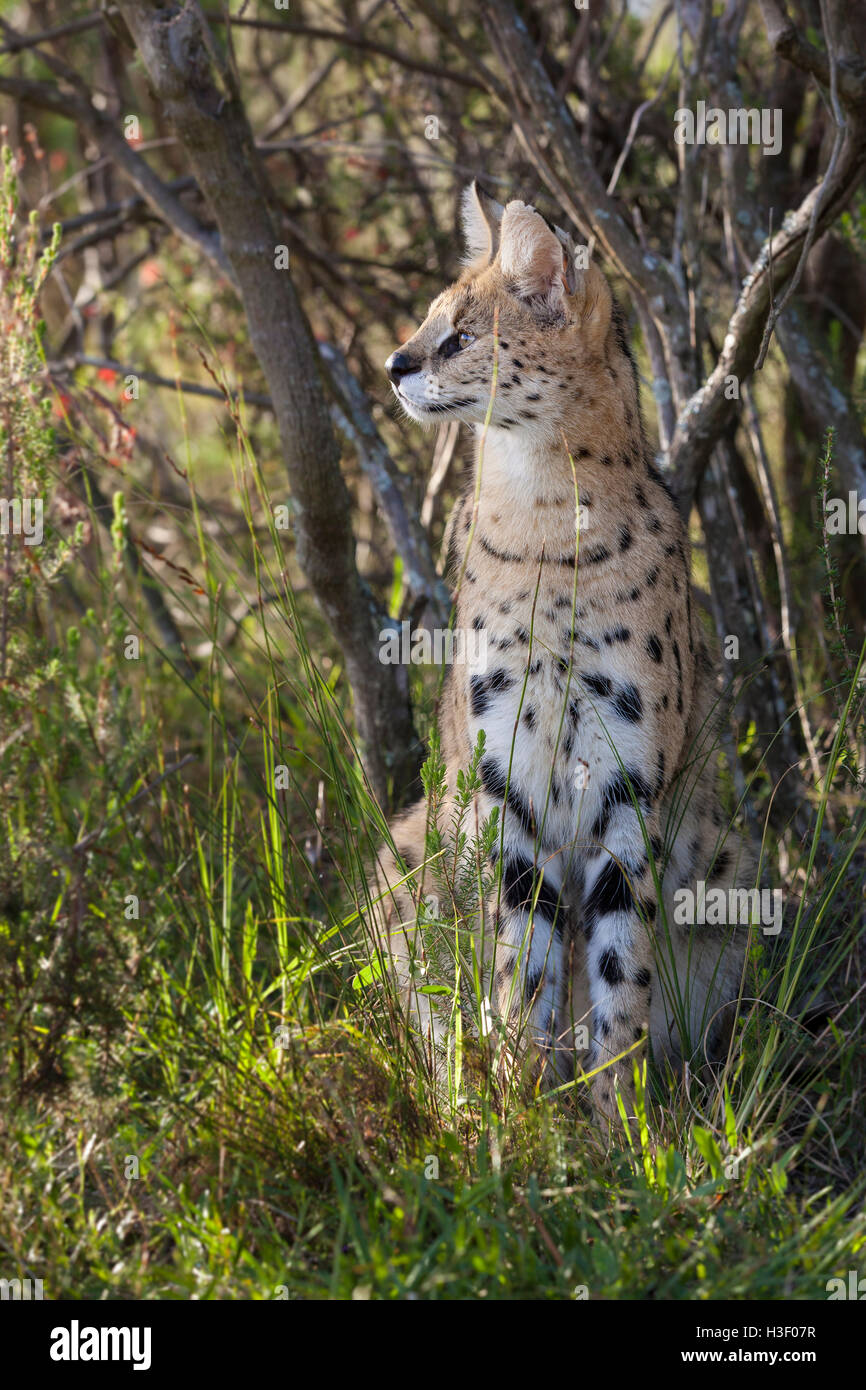 Common wild cats hi-res stock photography and images - Alamy
