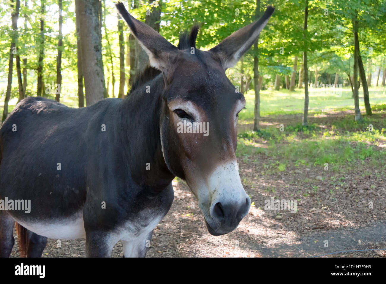 a close up of a donkey on a forest Stock Photo - Alamy