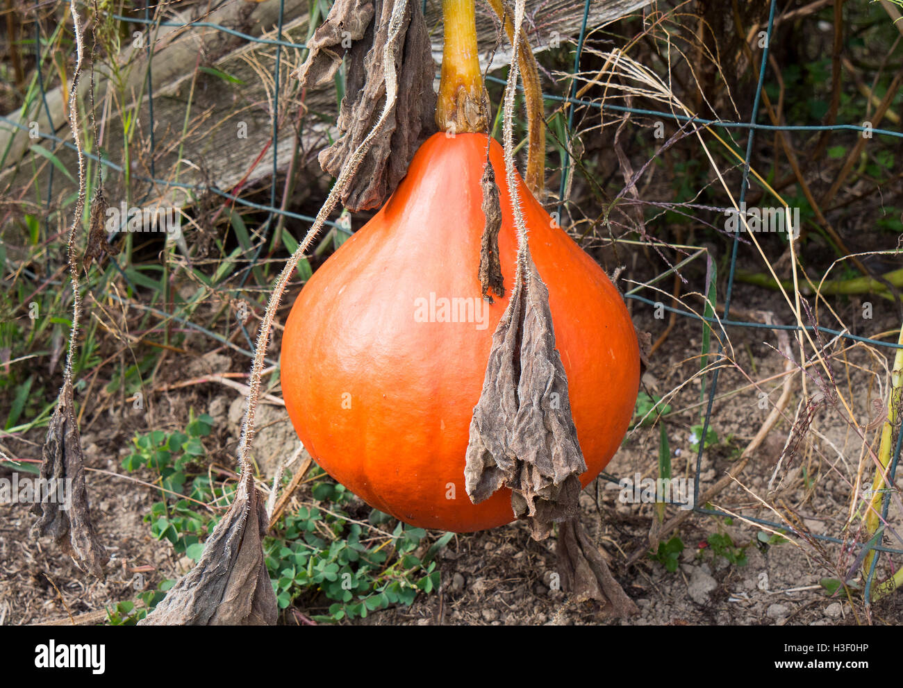 a beautiful orange squash in vegetable garden Stock Photo - Alamy