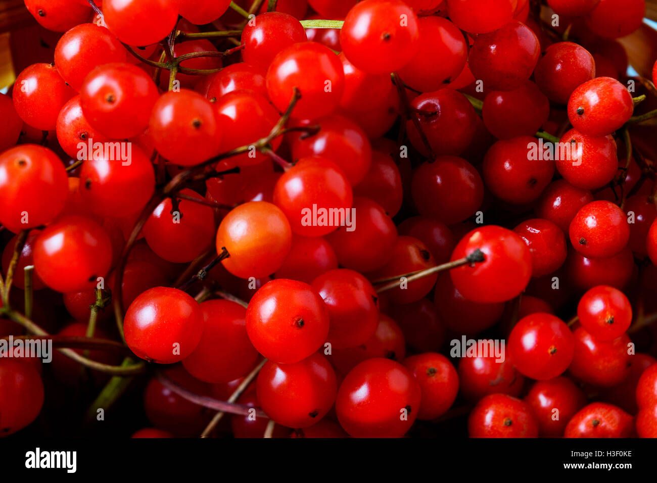 Red viburnum berries selective focus. Ripe red forest berries top view ...