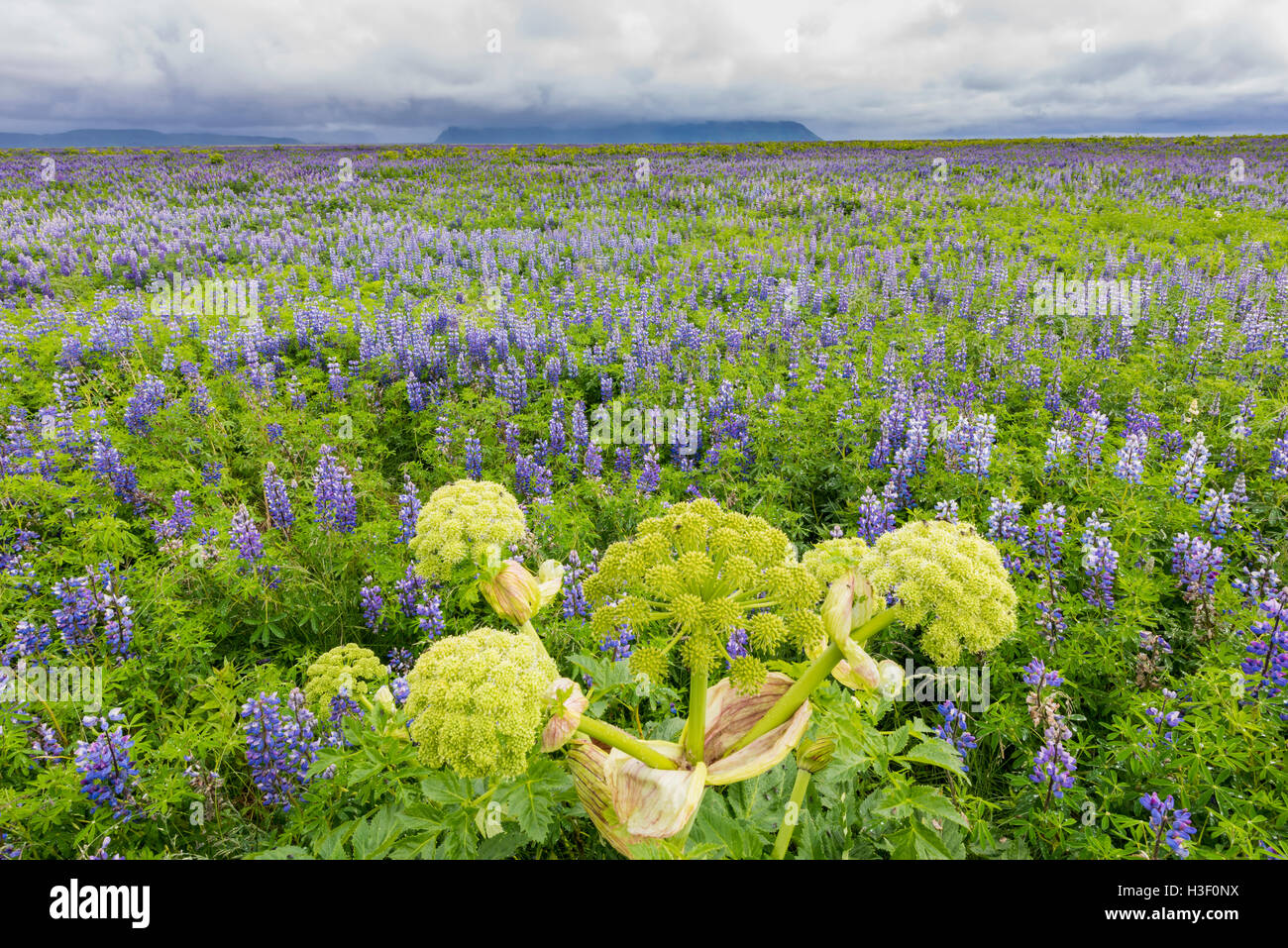 Purple lupine field with green hogweed, mountains and cloudy sky at Vik ...