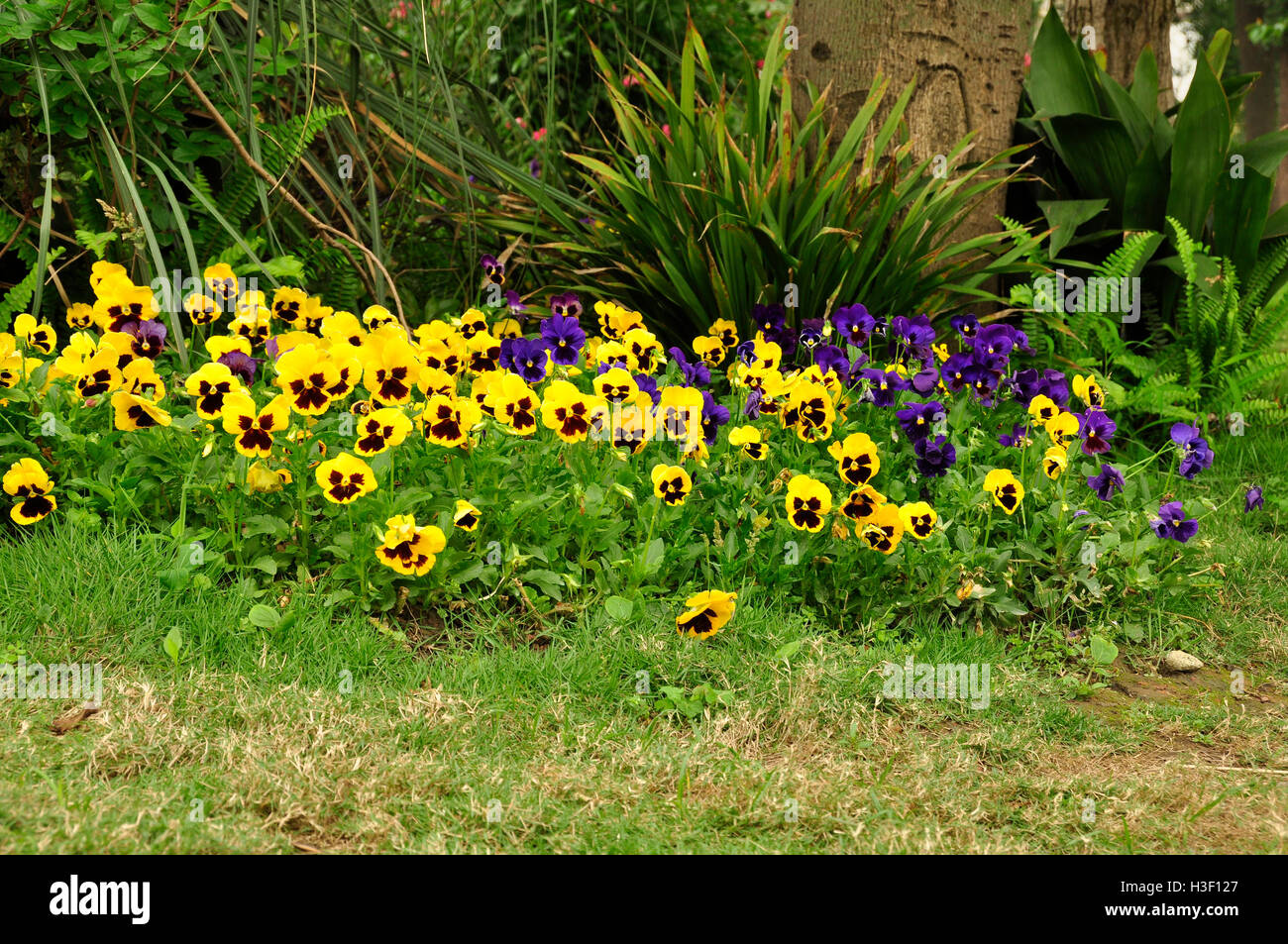 Assorted flowers & trees Stock Photo - Alamy