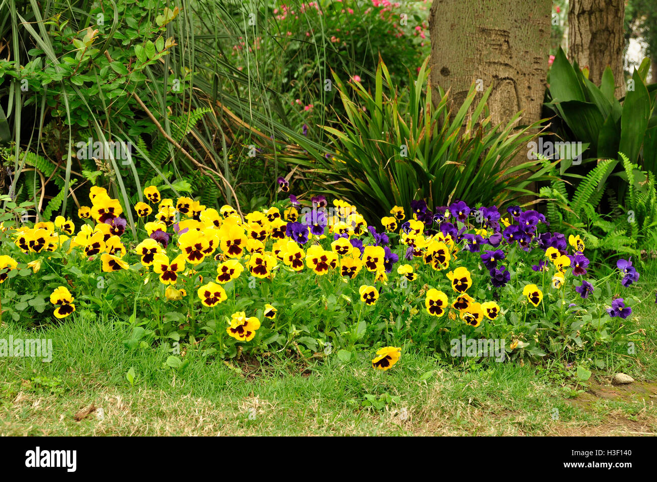Assorted flowers & trees Stock Photo - Alamy