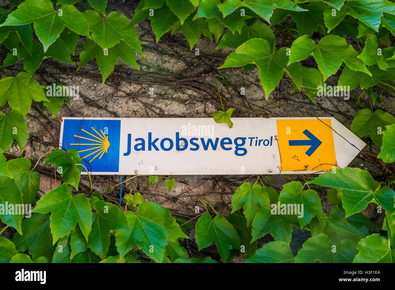 Pilgrim Sign at a wall with leafs of a vine Stock Photo - Alamy