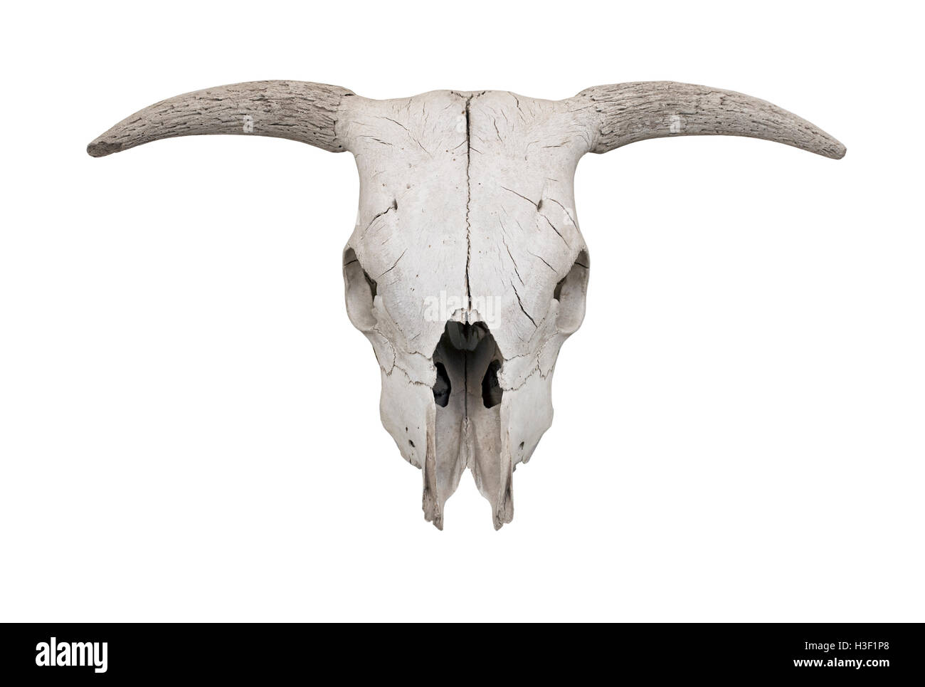 Dried out steer skull with horns with cracks - path included Stock ...