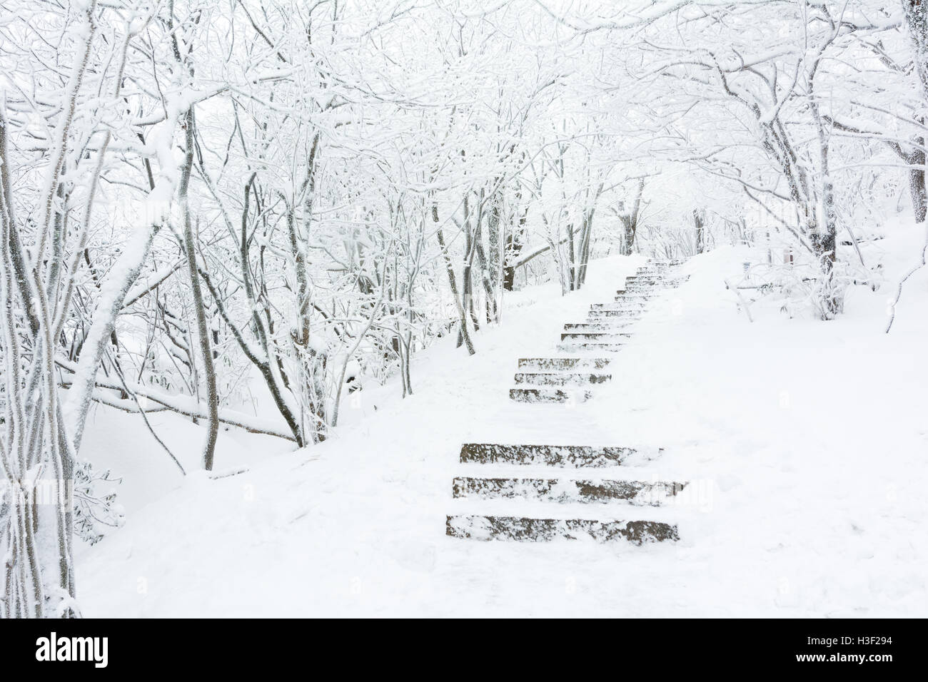 Huangshan pine tree hi-res stock photography and images - Alamy