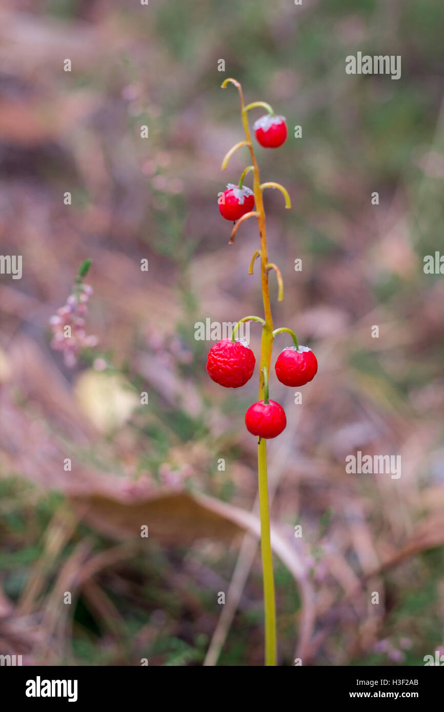 Lily berry hi-res stock photography and images - Alamy