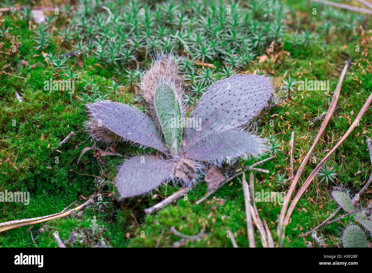 Woodland ground chunky pilose plant in green moss background Stock ...