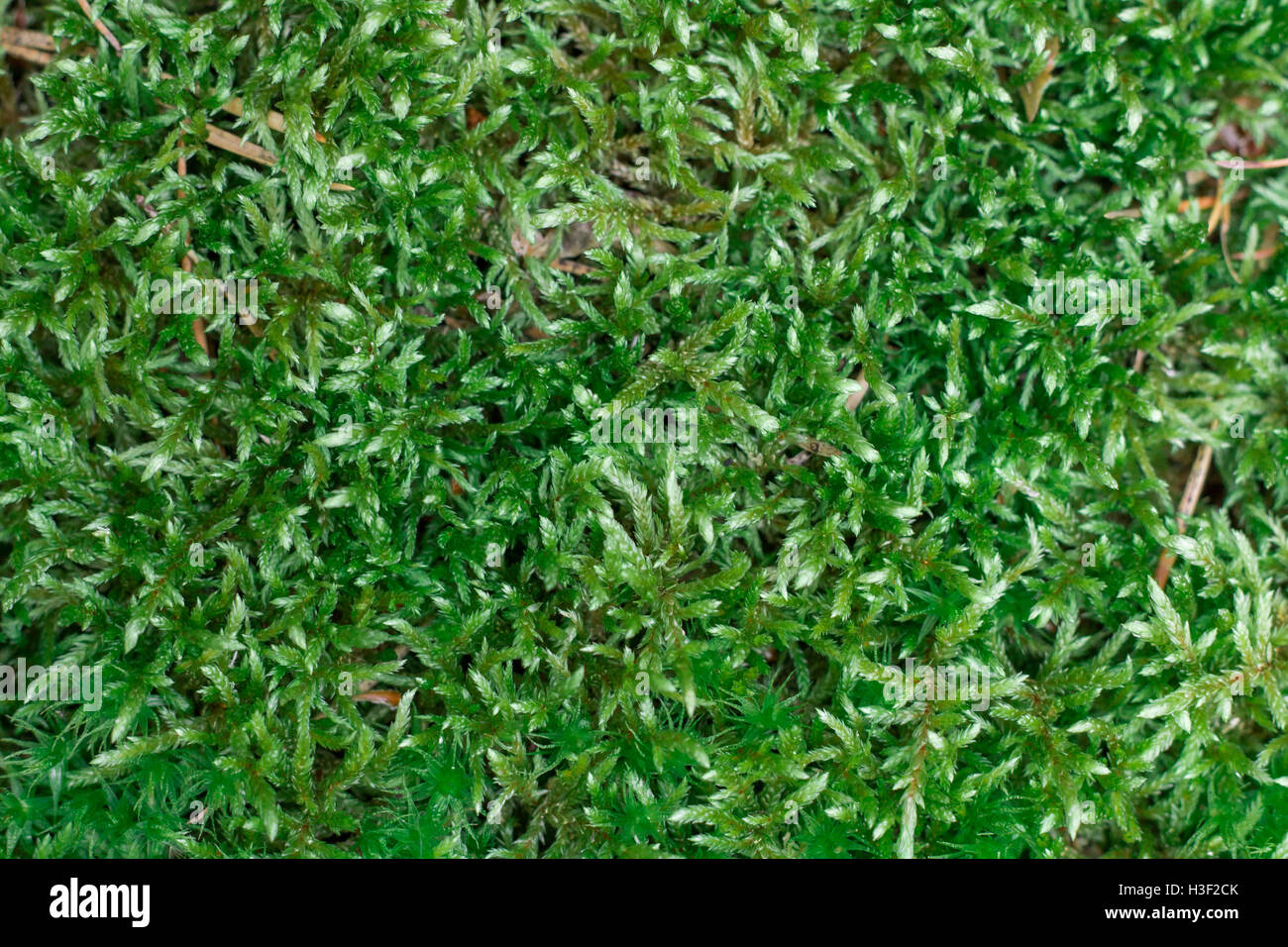 Woodland ground green chunky pilose juicy moss background Stock Photo ...