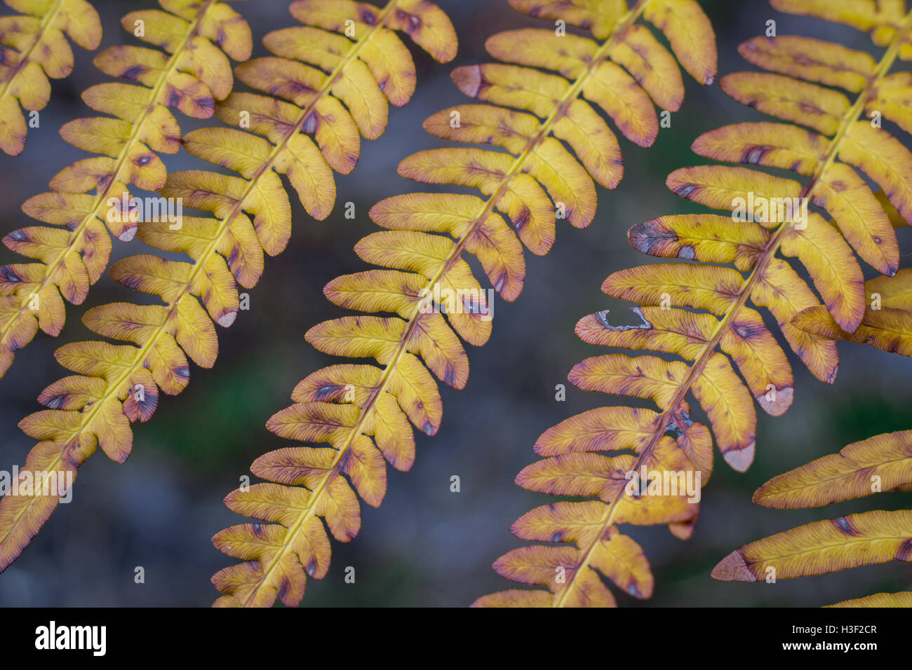Natural diagonal structure of textured and ornamental dry yellow fern ...