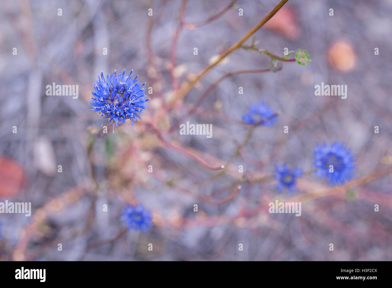Nature floral background with small autumn blue flowers Stock Photo - Alamy