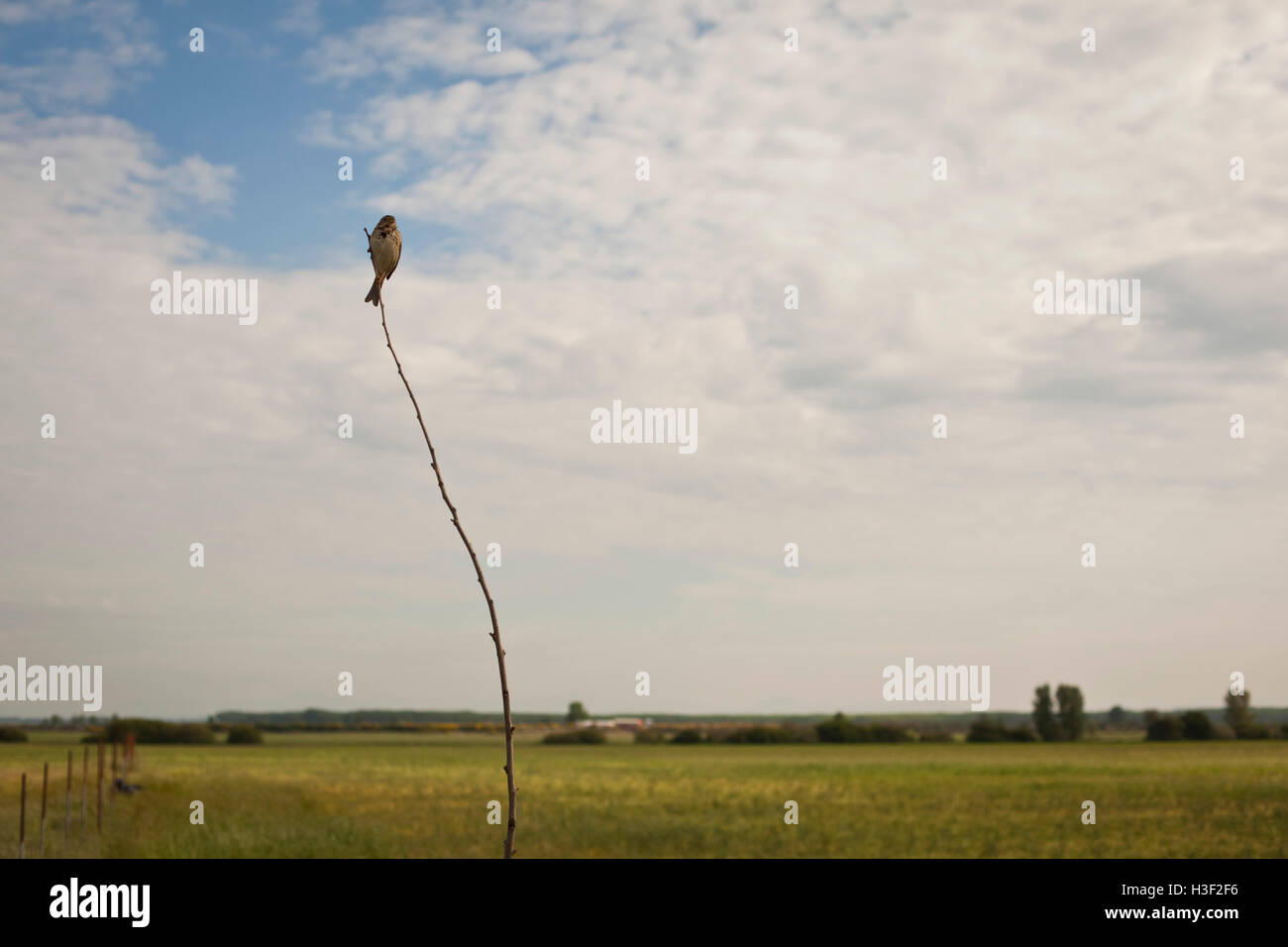Sparrow on a thin branch along the Camino de Santiago, route Frances ...