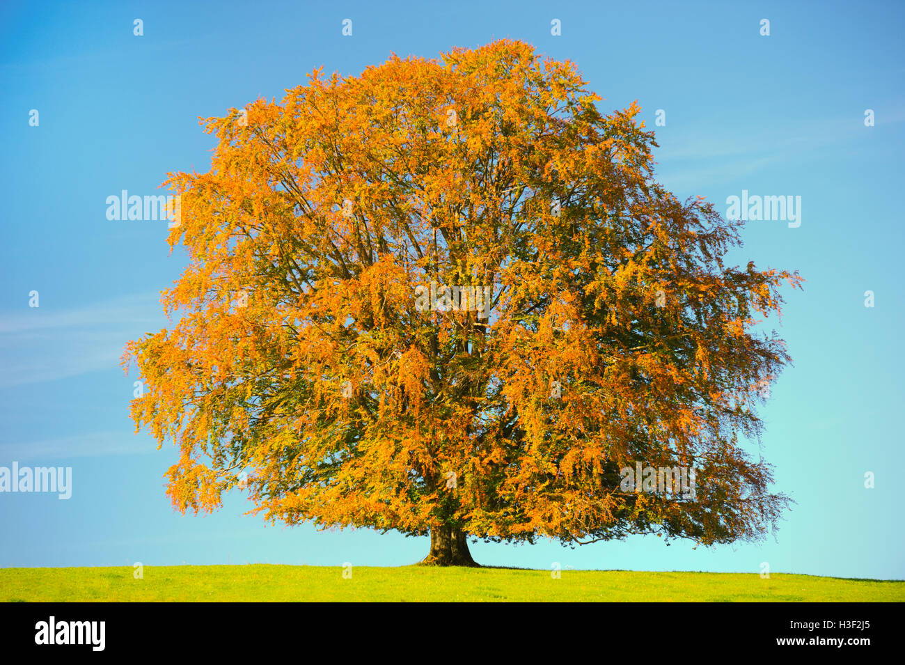 single big beech tree at autumn in meadow Stock Photo - Alamy