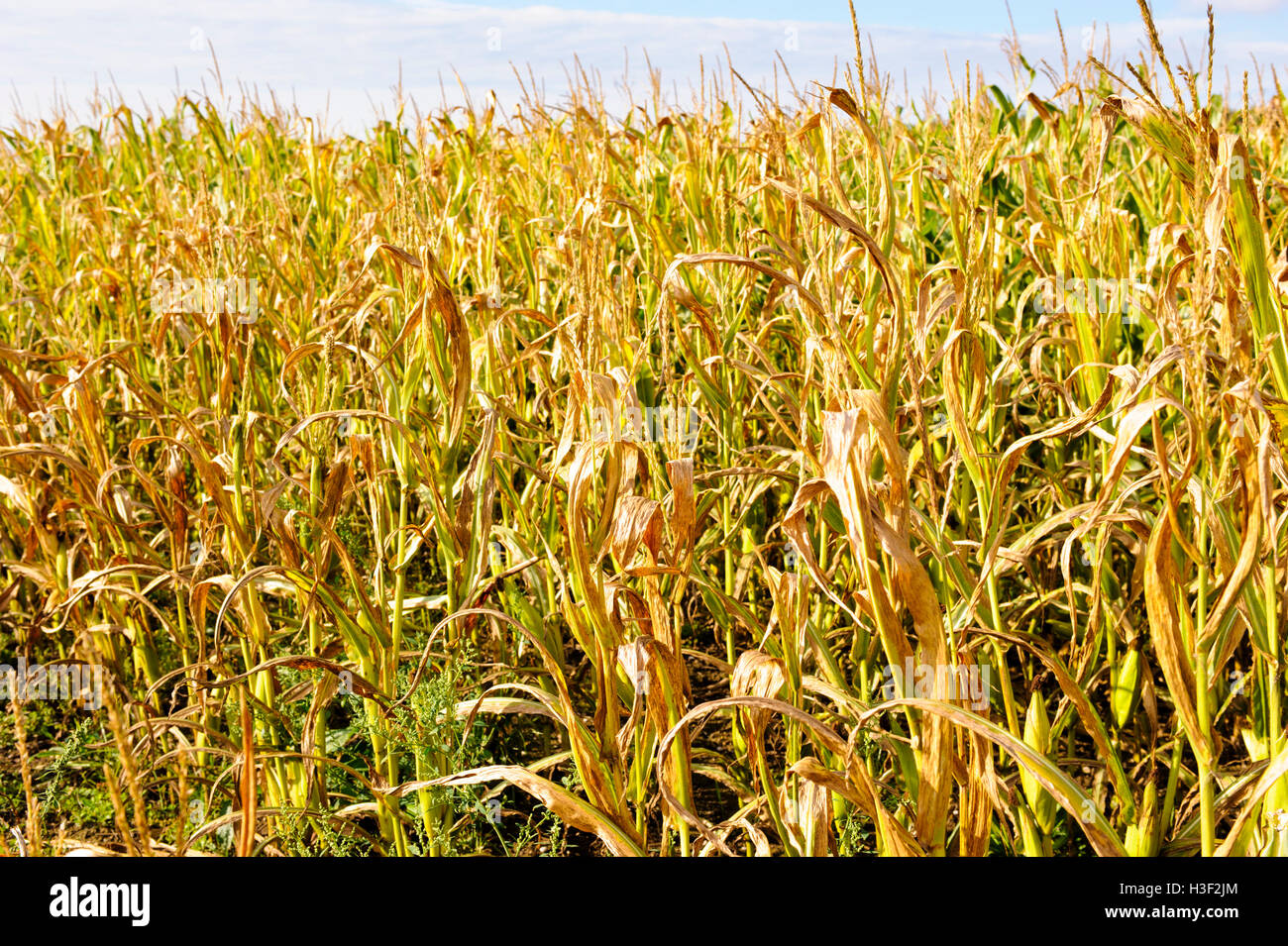 field of maize plants at autumn before harvest Stock Photo - Alamy