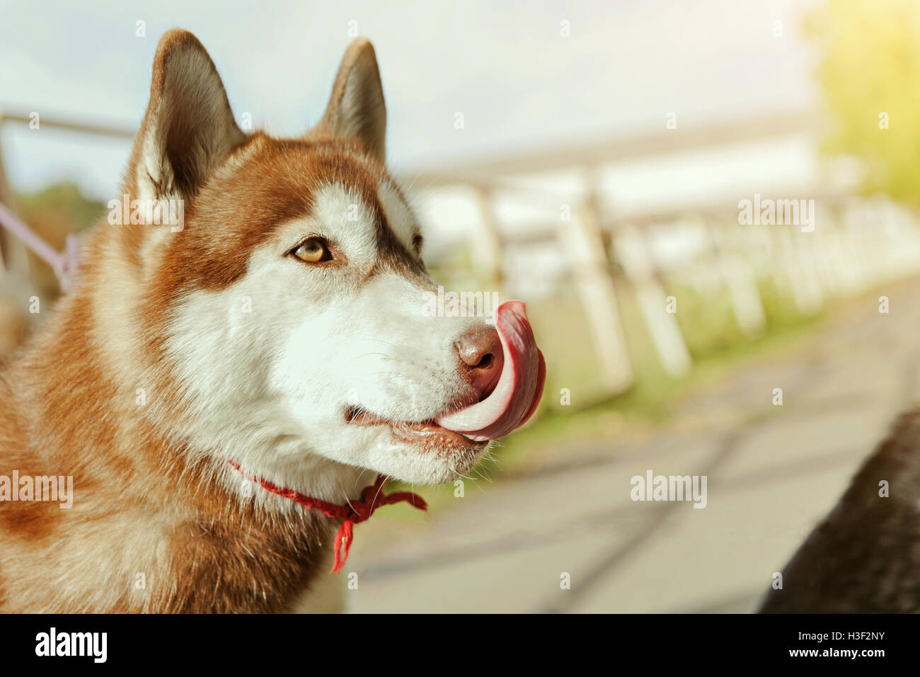 Portrait Husky dog with a smile Stock Photo - Alamy