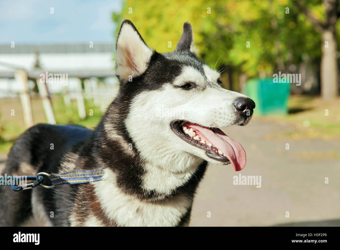 Portrait Husky dog with a smile Stock Photo - Alamy