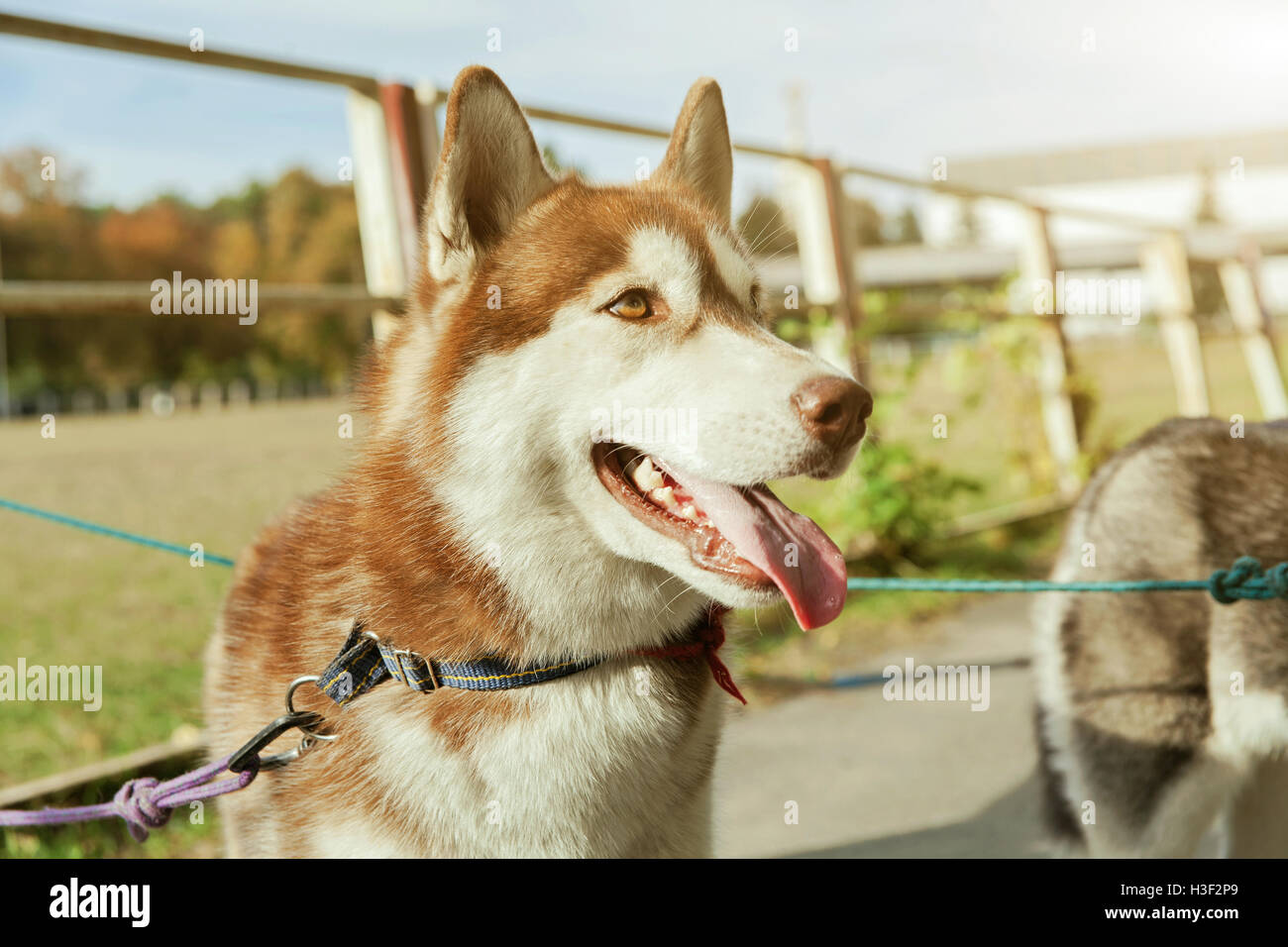 Portrait Husky dog with a smile Stock Photo - Alamy