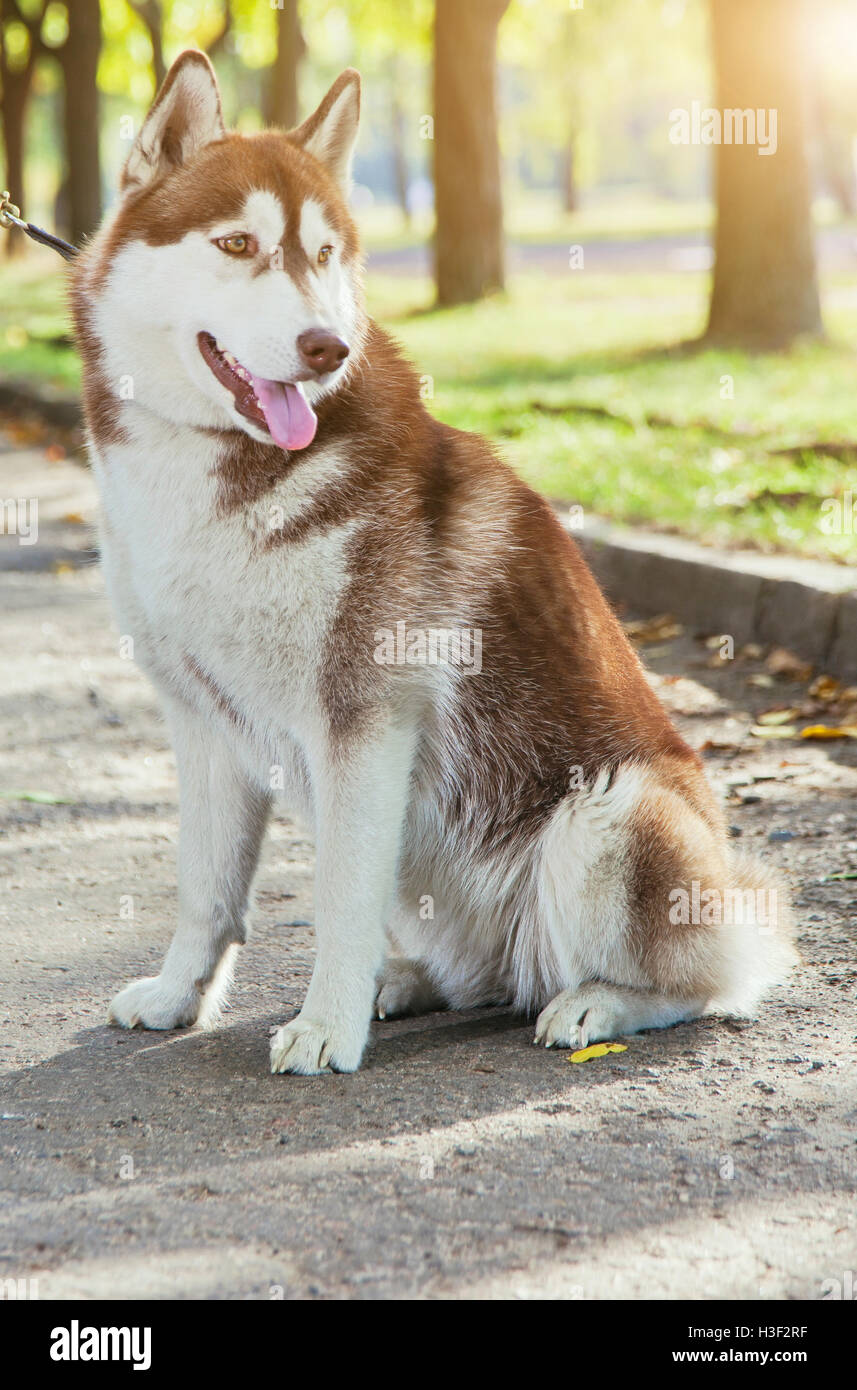 Portrait Husky dog with a smile Stock Photo - Alamy