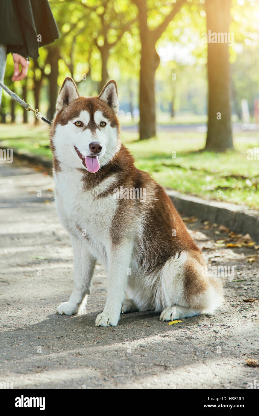 Portrait Husky dog with a smile Stock Photo - Alamy