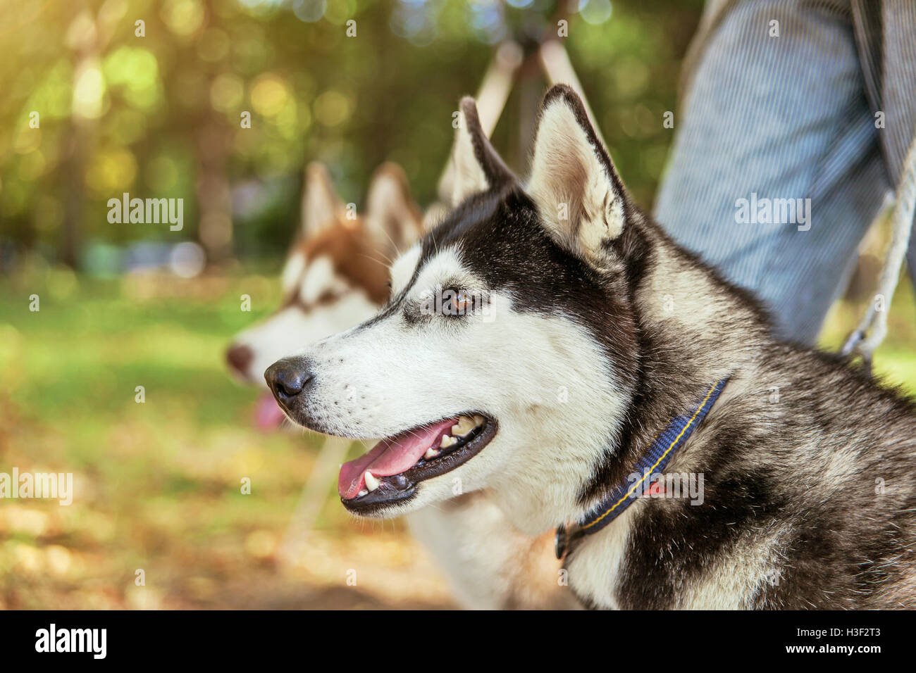 Portrait Husky dog with a smile Stock Photo - Alamy