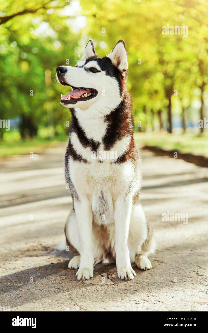 Portrait Husky dog with a smile Stock Photo - Alamy