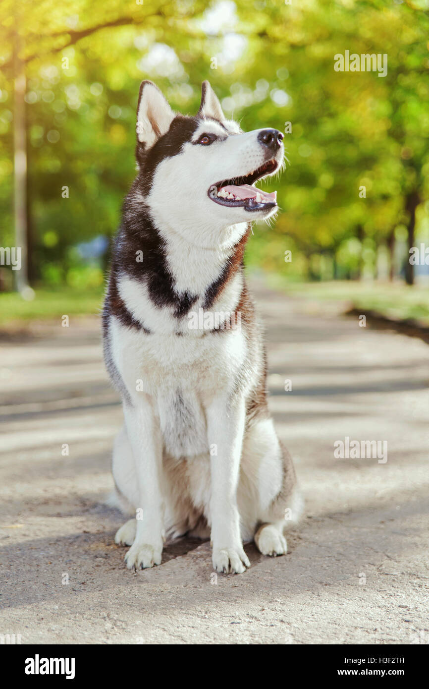 Portrait Husky dog with a smile Stock Photo - Alamy