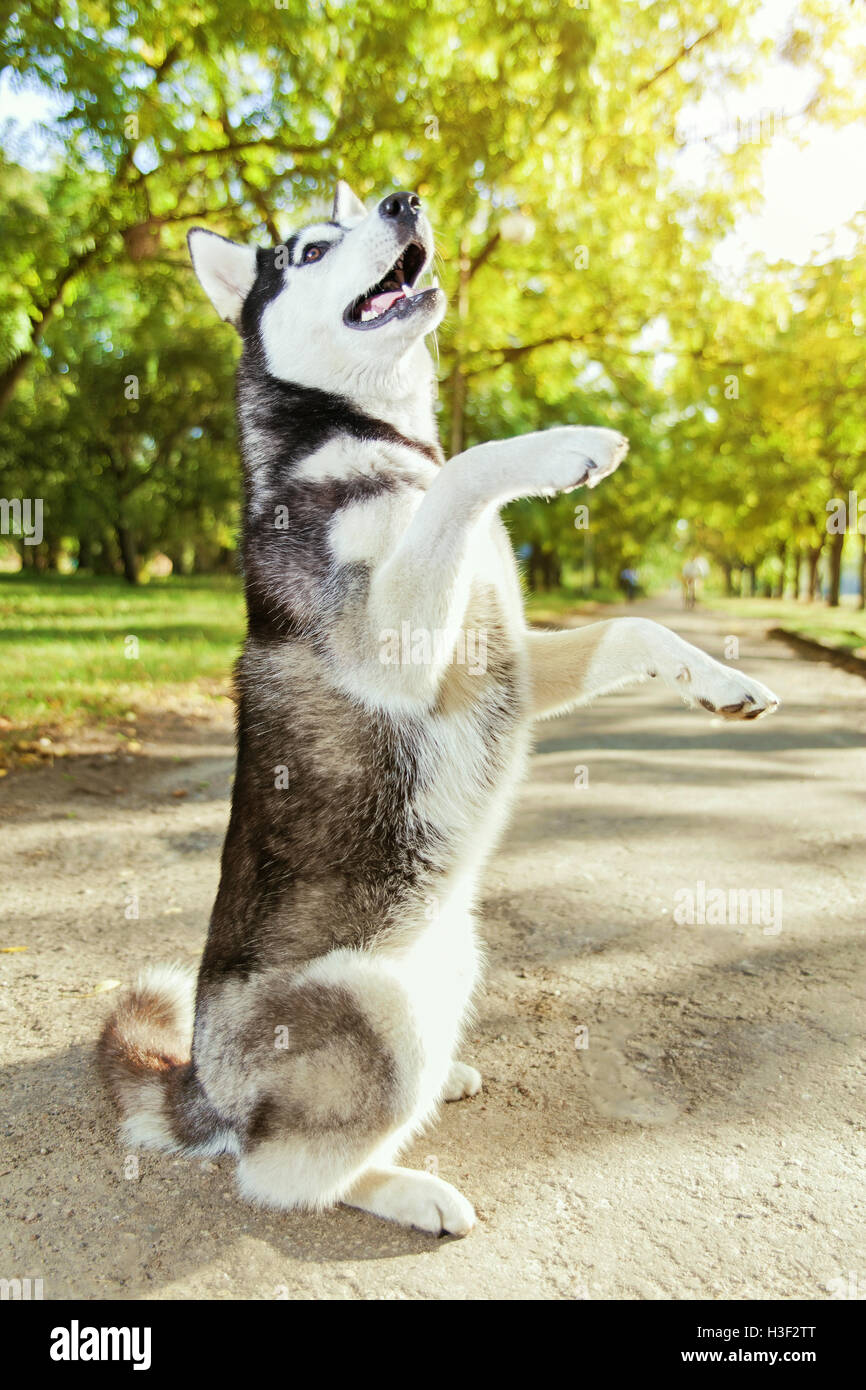 The gray husky dog standing on two legs Stock Photo - Alamy