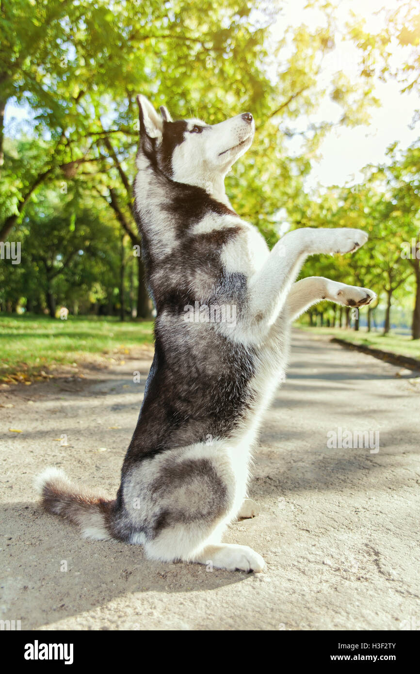 The gray husky dog standing on two legs Stock Photo - Alamy