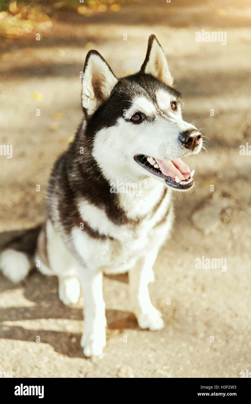 Smile husky hi-res stock photography and images - Alamy