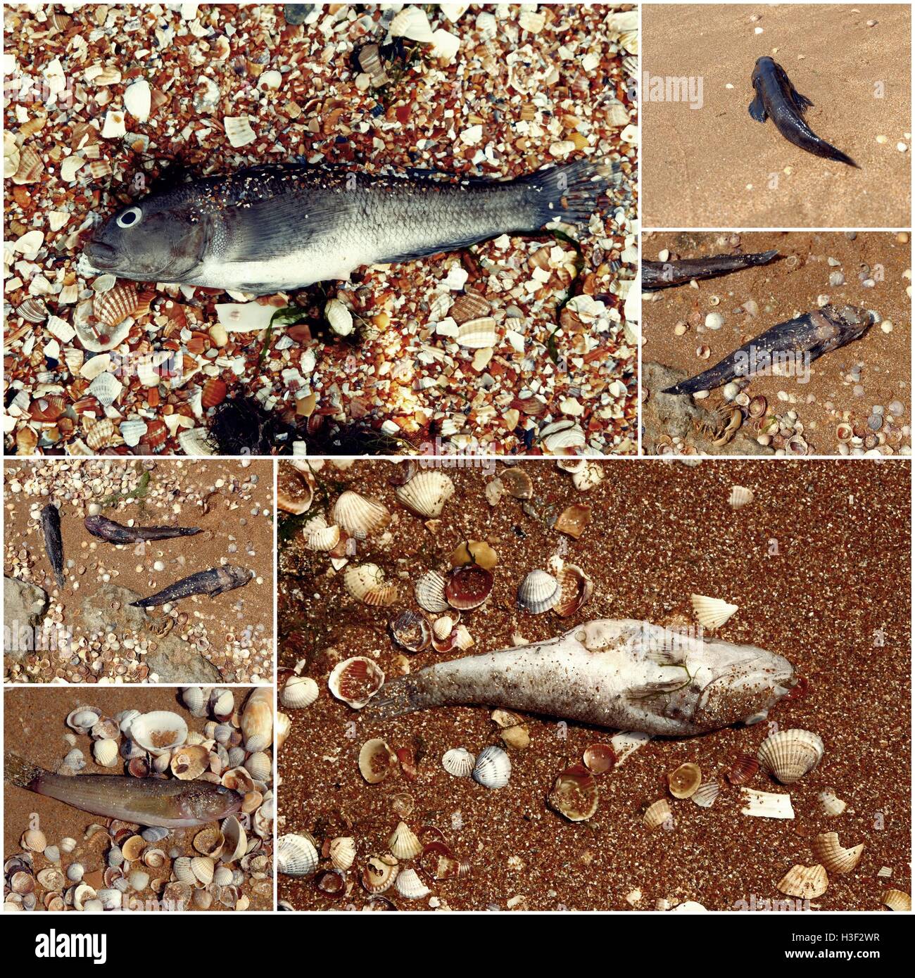 Dead fish on the beach collage of toned photo, top view Stock Photo - Alamy