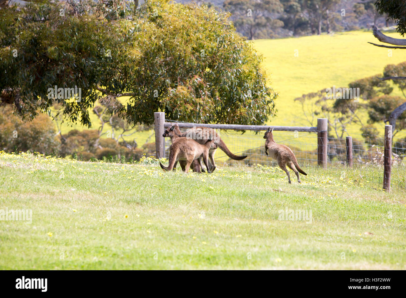 Three kangaroos together in the countryside on kangaroo island,South ...
