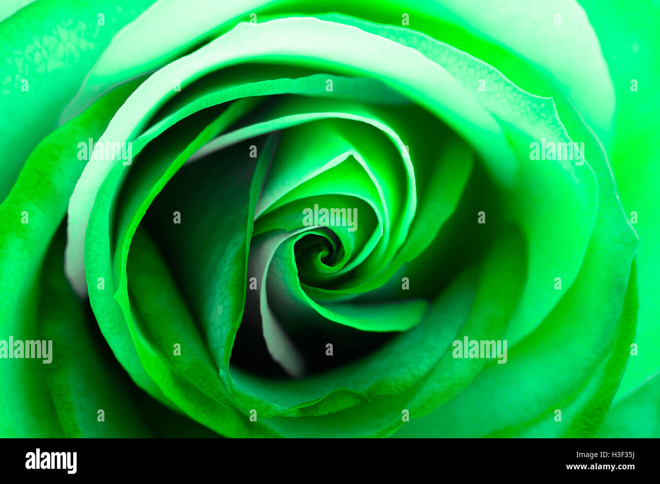 Macro of green and white rose heart petals for greetings background ...