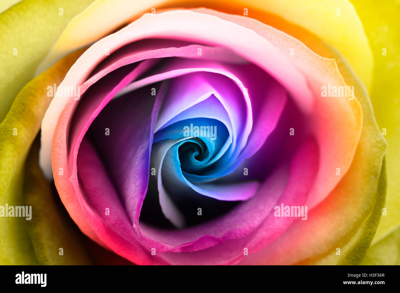 Macro of psychedelic rose heart petals for greetings background Stock ...