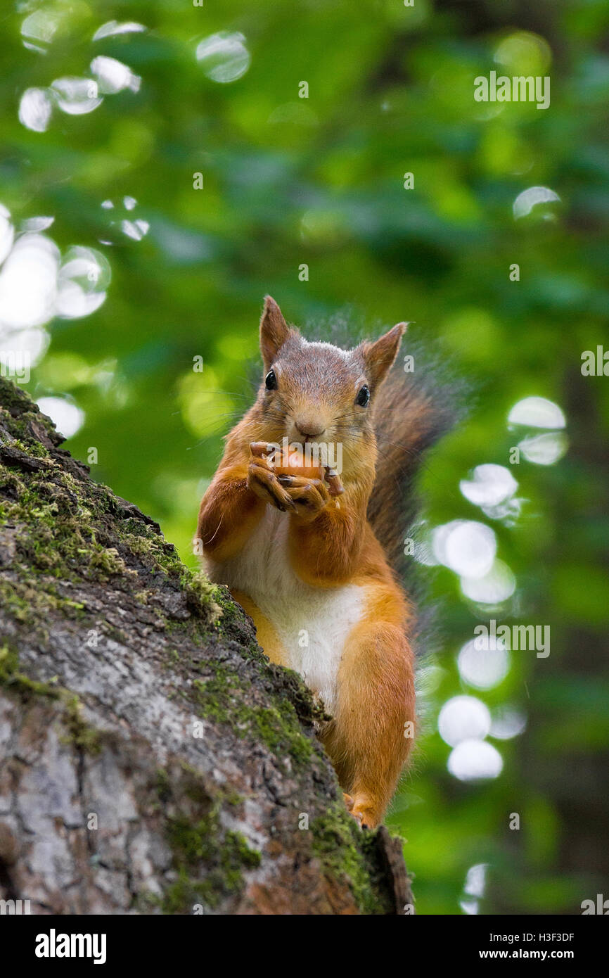 the photograph shows a squirrel on a tree Stock Photo - Alamy