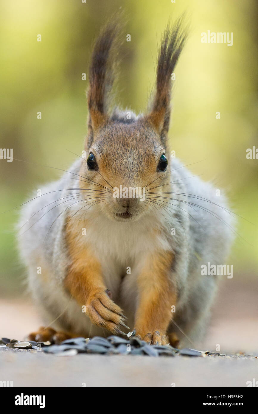 the photograph shows a squirrel on a tree Stock Photo - Alamy