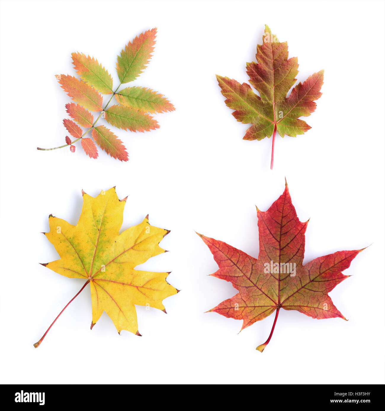 Collection of colorful autumn eaves isolated on white background Stock ...