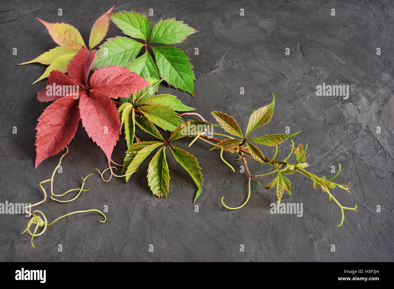 Colorful autumn leaves of Virginia creeper (Parthenocissus quinquefolia ...