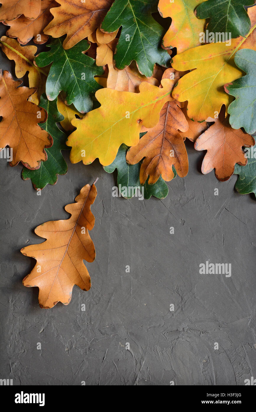 Autumn oak leaves for background Stock Photo - Alamy