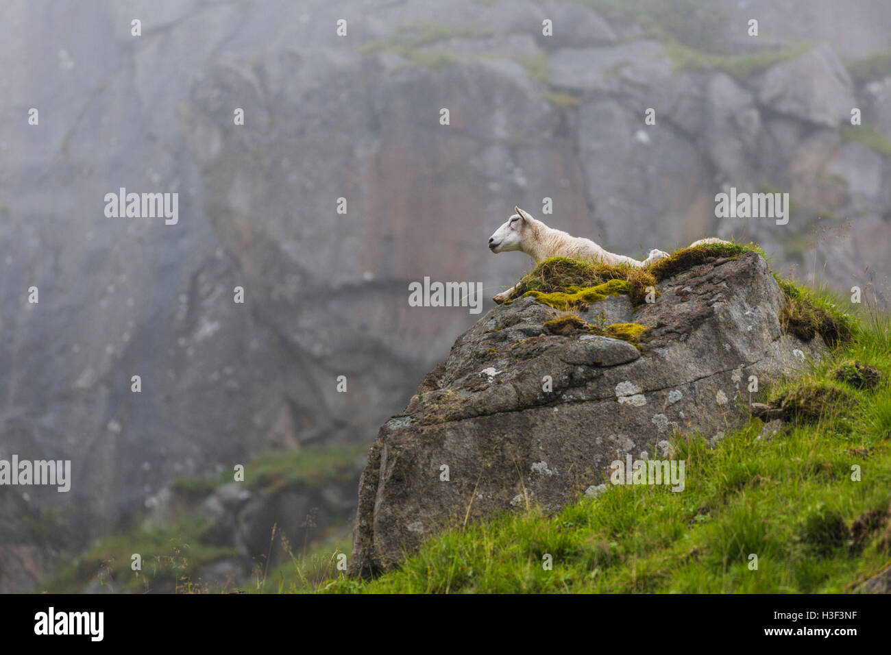 Sheep lying on a cliff att Utakleiv, lofoten Islands, with fog and a ...