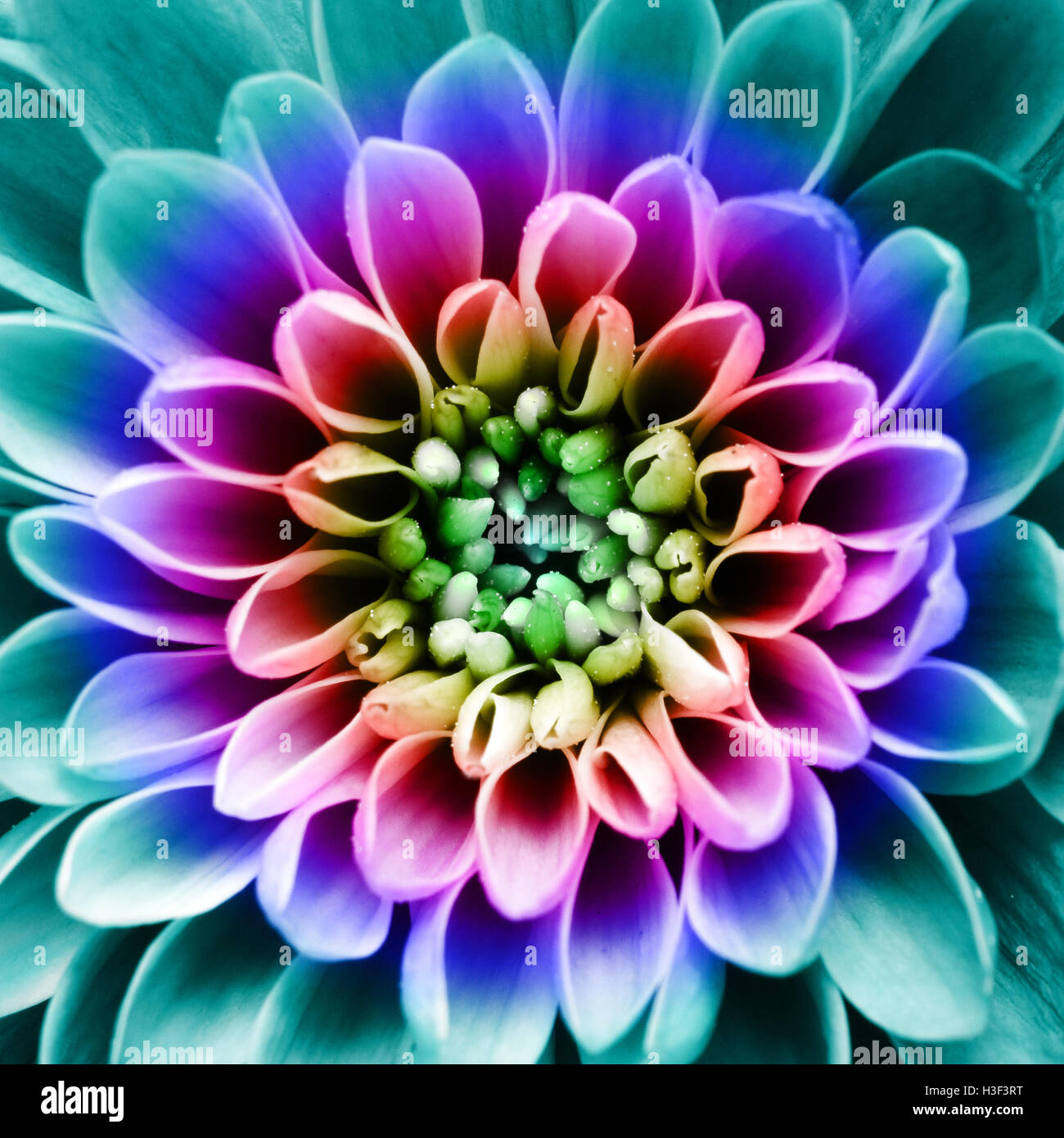 Psychedelic Trippy Flowers